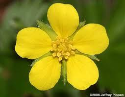 CINQUEFOIL | Symbols