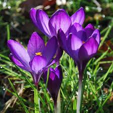 CROCUS | Symbols