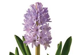 HYACINTH | Symbols