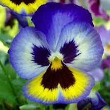 PANSY | Symbols